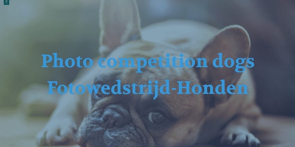 Foto-Wedstrijd-Honden | Photo competition dogs - Internationaal ...